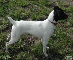 puzzels Honden puzzels en legpuzzels #4
